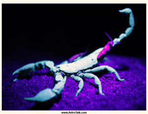 Deadly 3 stages of dangerous Scorpio sign - AstroTalk Blog - Online ...